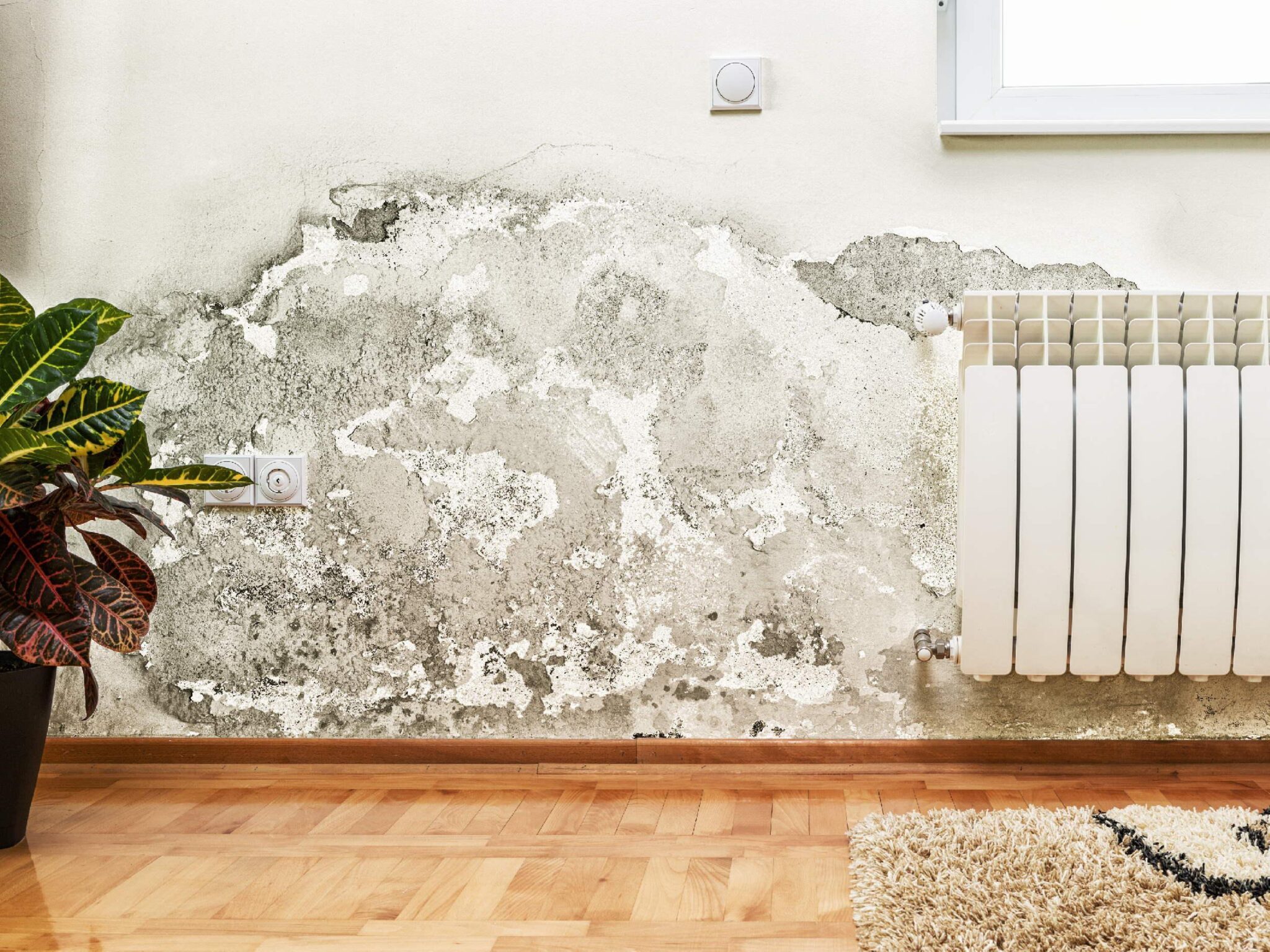 How to spot signs of damp in a property | Ellis & Co